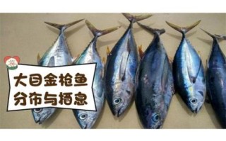 10斤金枪鱼多少钱_金枪鱼价格为什么差距大