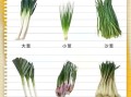 大葱图片大全_大葱品种怎么区分
