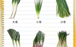 大葱图片大全_大葱品种怎么区分