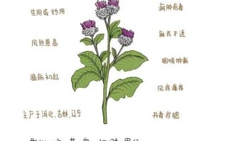 牛蒡子的功效与作用及食用方法_怎么吃效果最好