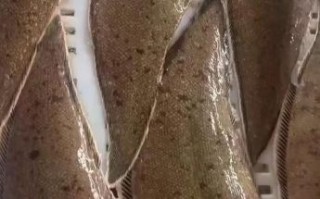 龙利鱼是世界上最脏的鱼_真的吗