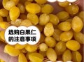 白果仁的功效与作用及禁忌_白果仁怎么吃才安全