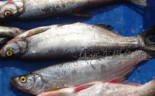 岛子鱼图片高清_岛子鱼长什么样