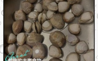 花蛤死了还能吃吗_如何判断花蛤新鲜