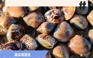 花蚬子怎么吐沙子_花蚬子吐沙子最快的方法