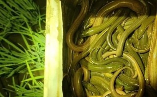 稻田养殖黄鳝一亩能养多少_产量与密度详解