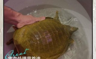 甲鱼是杀死还是烫死好_甲鱼宰杀方法