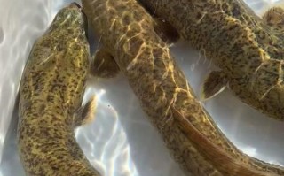 淡水河鳗鱼多少钱一斤_淡水河鳗鱼价格行情