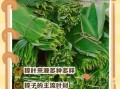 广东粽子叶是什么叶子_广东粽子叶和普通粽叶区别