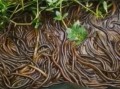 黄鳝鱼苗多少钱一斤_黄鳝鱼苗价格影响因素