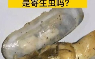 蛏子寄生虫图片_蛏子寄生虫能吃吗