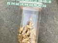 干姜壮阳十分钟见效吗_干姜怎么吃才有效