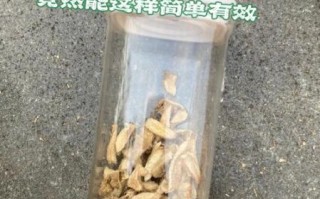干姜壮阳十分钟见效吗_干姜怎么吃才有效