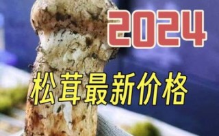 西藏松茸多少钱一斤_2024最新价格行情