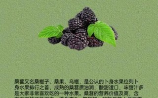 桑葚图片大全_桑葚的功效与作用