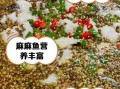 麻麻鱼怎么做才正宗_正宗麻麻鱼做法步骤