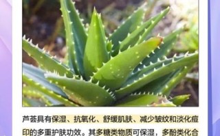 新鲜芦荟涂脸坏处_芦荟直接擦脸有什么副作用