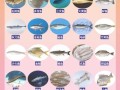 刺身鱼种类有哪些_刺身鱼图片怎么识别