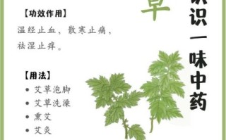 艾草可以做什么_艾草怎么用效果最好