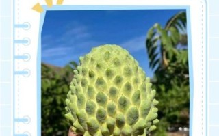 释迦果怎么看熟没熟_释迦果怎么判断成熟
