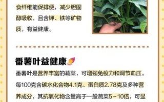 红薯叶子能吃吗_红薯叶子的营养价值