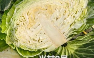 莲花白有什么功效_莲花白可以减肥吗