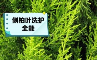 侧柏叶洗头有什么好处_侧柏叶洗头能生发吗