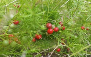 天门冬图片长什么样_天门冬和麦冬区别在哪