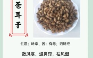 苍耳子香油怎么做_苍耳子香油治鼻炎有效吗