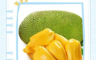 菠萝蜜果肉坏了能吃吗_怎么判断菠萝蜜坏了