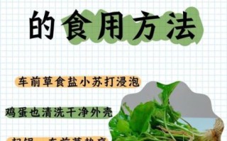 车前草怎么做好吃_车前草的家常做法
