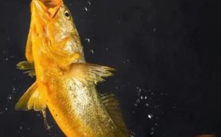 野生黄花鱼为什么贵_野生黄花鱼多少钱一斤