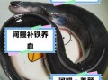 河鳗和海鳗的区别_哪个更贵更好吃