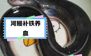 河鳗和海鳗的区别_哪个更贵更好吃