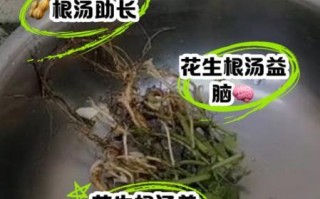花生根的功效与作用_花生根怎么吃效果最好