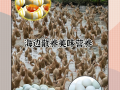 海鸭蛋哪里的最正宗_海鸭蛋产地怎么选