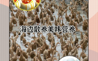 海鸭蛋哪里的最正宗_海鸭蛋产地怎么选