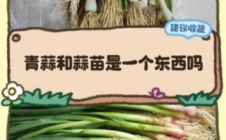 青蒜是什么类_青蒜和蒜苗的区别