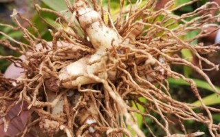 白芨价格2021最新价格_多少钱一斤