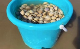 花蛤吐沙盐水比例_花蛤吐沙盐水比例是多少