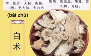 白术的功效与作用_白术的主治疾病有哪些