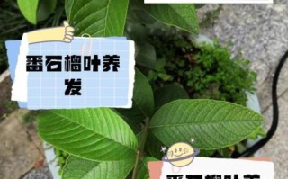 番石榴叶的功效与作用_番石榴叶可以降血糖吗