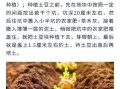 土豆种子怎么选_土豆种子多久发芽