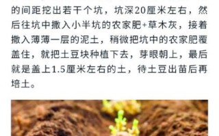 土豆种子怎么选_土豆种子多久发芽