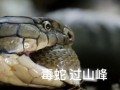 中国最大过山峰蛇有多大_过山峰蛇毒性有多强