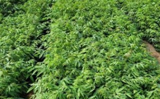 香椿什么时候种植最佳_香椿苗几月份栽成活率高