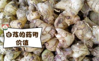 白芨图片长什么样_如何辨别真假白芨