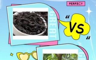 大红袍和肉桂的区别_哪个更好喝
