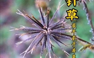 鬼针草降压效果真的好吗_鬼针草降压有副作用吗