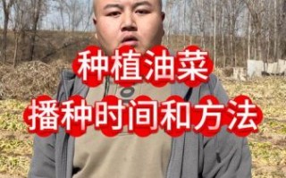 油菜籽什么时候种_油菜籽怎么种